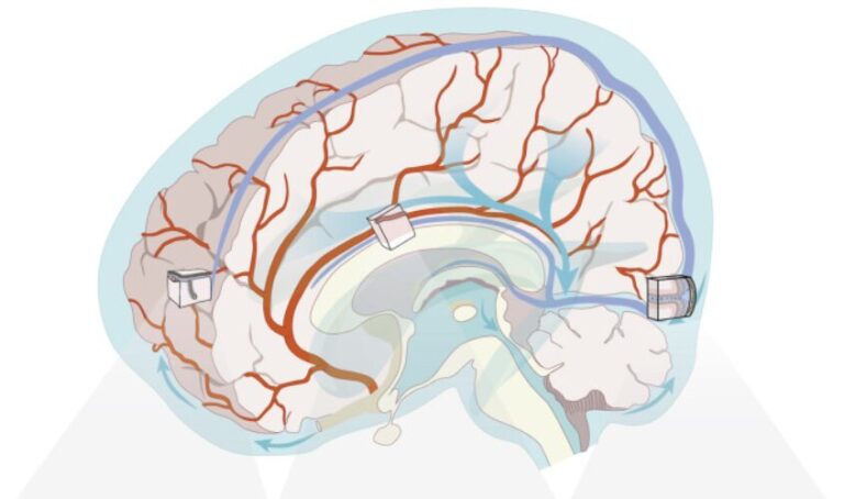 Understanding the Glymphatic System: Role in Brain Health and Disease